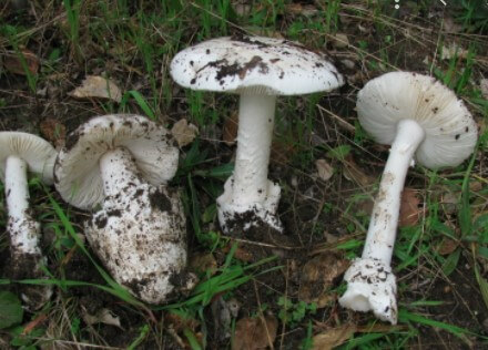 Toadstools In Lawn - Are They Harmful? How to Remove Them?